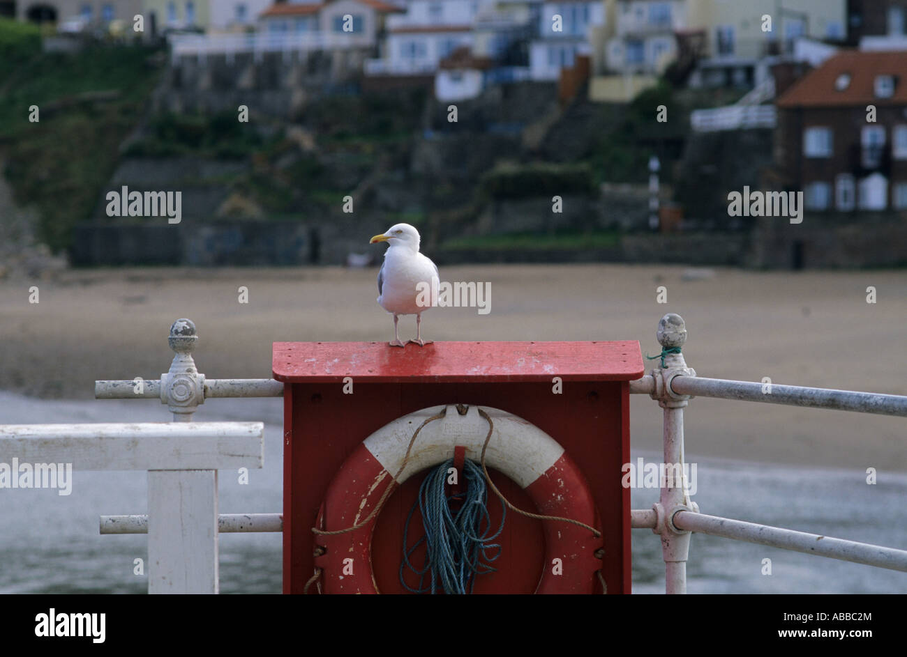 Whitby birds hi-res stock photography and images - Alamy