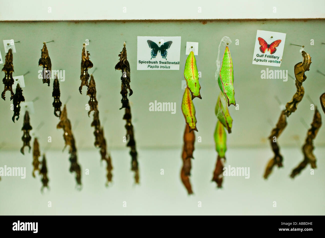 Cocoons hanging in rows Stock Photo - Alamy