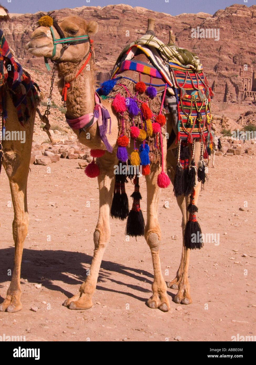 saddled camel at petra jordan Stock Photo - Alamy