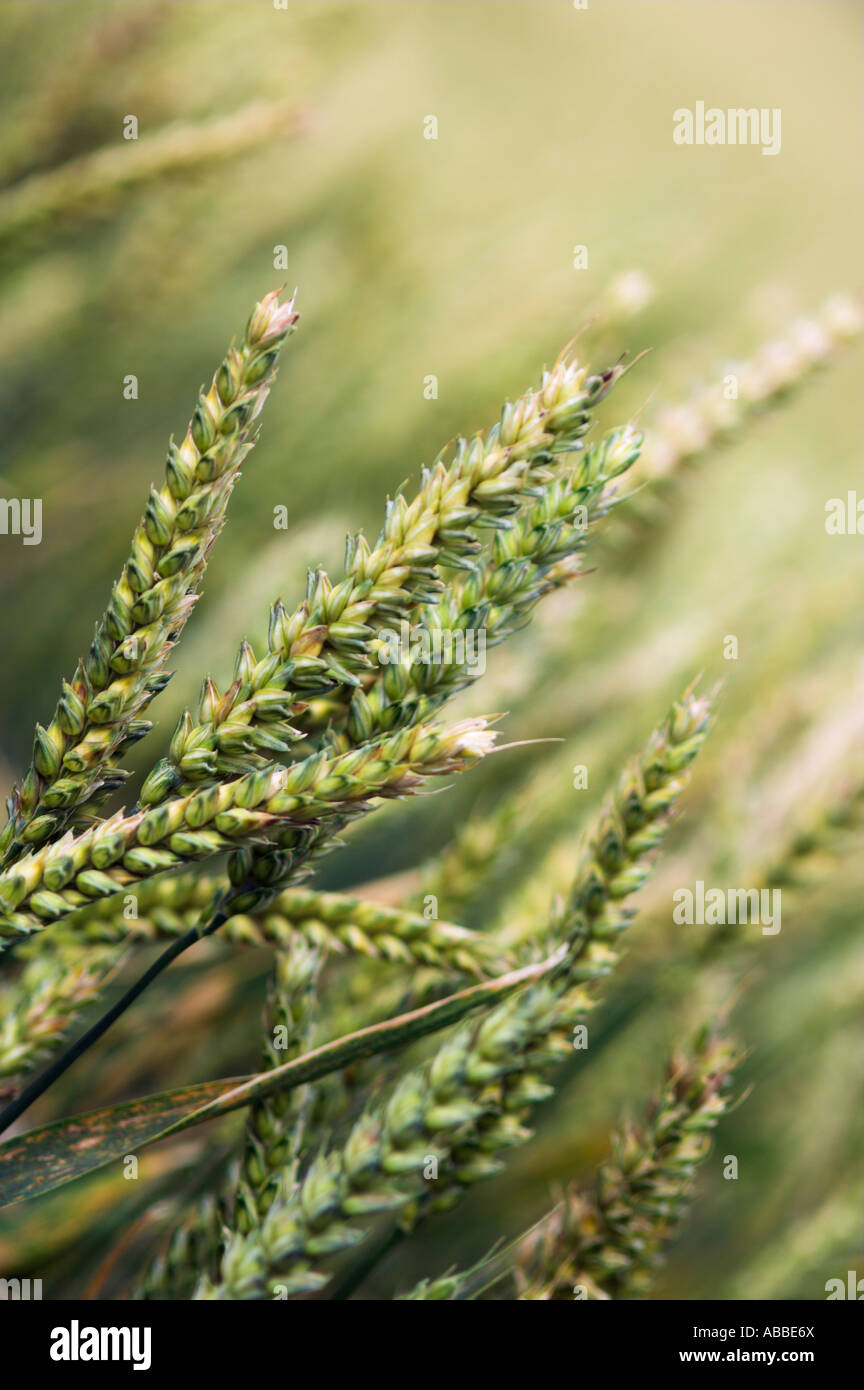 Closeup growing common wheat Triticum aestivum Stock Photo - Alamy