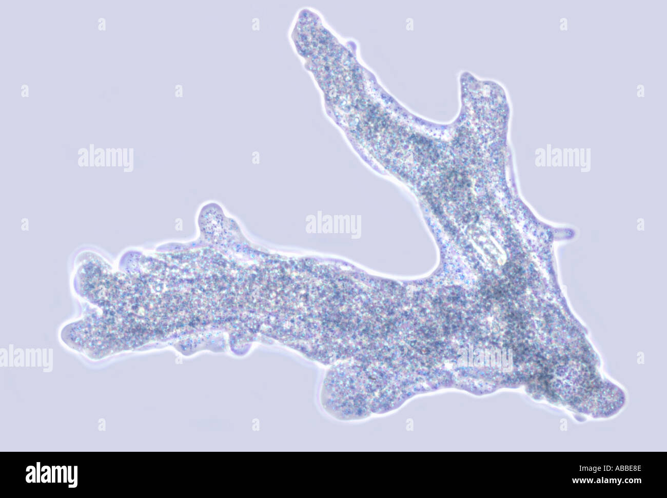 Amoeba Proteus High Resolution Stock Photography and Images - Alamy
