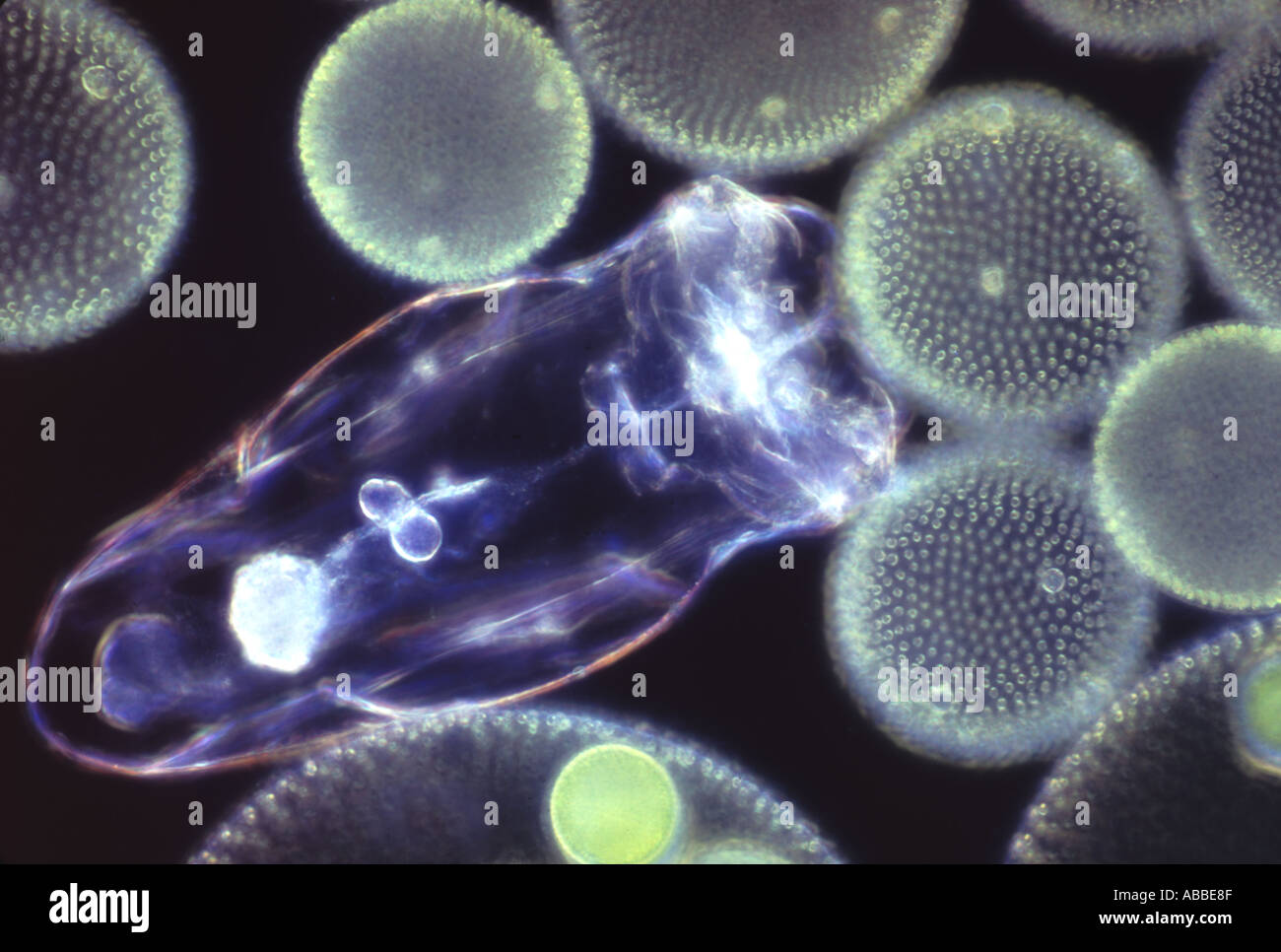 Rotifer hi-res stock photography and images - Alamy