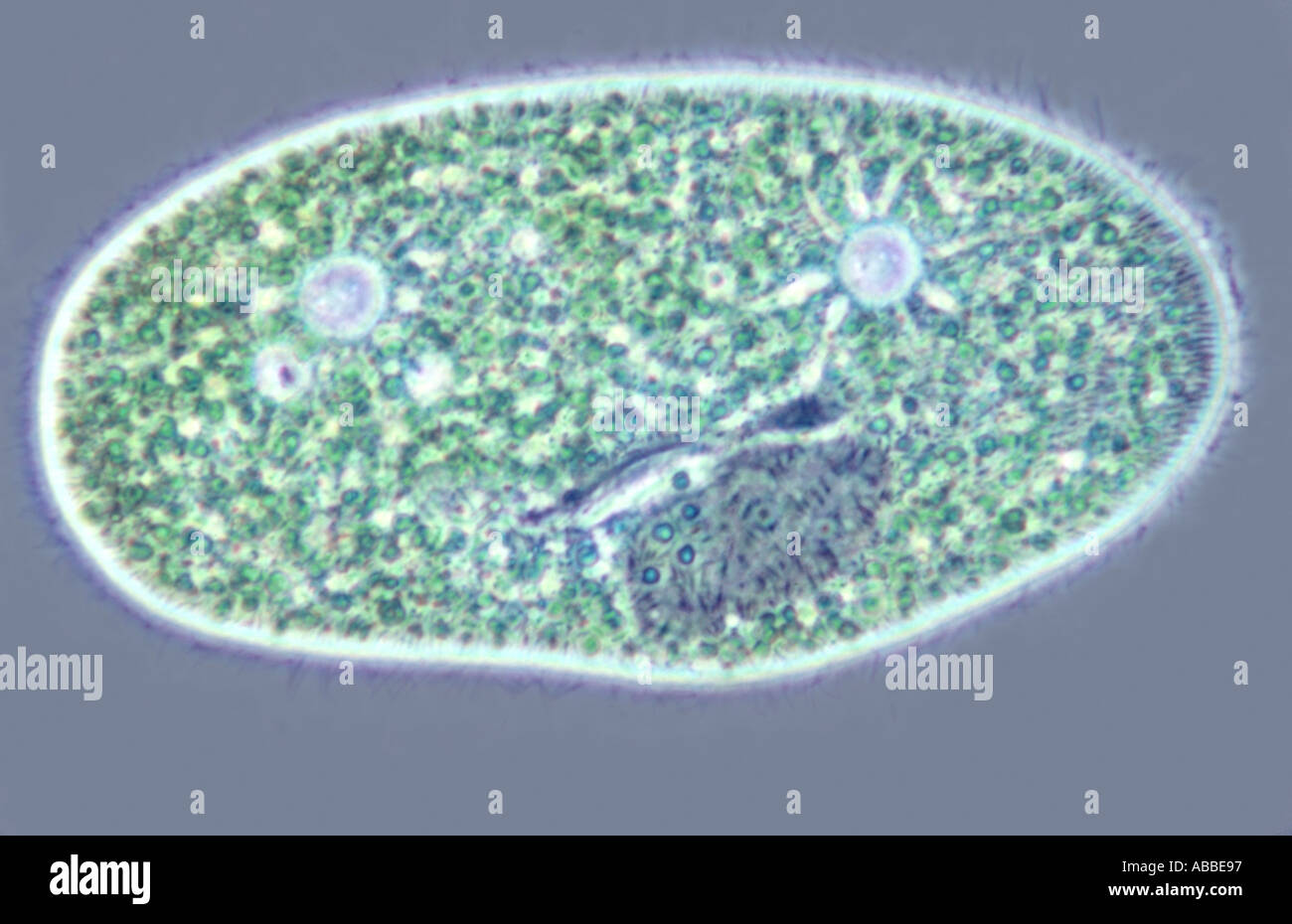Paramaecium bursaria Compressed Live Phase Contrast Flash HFW 250um ...