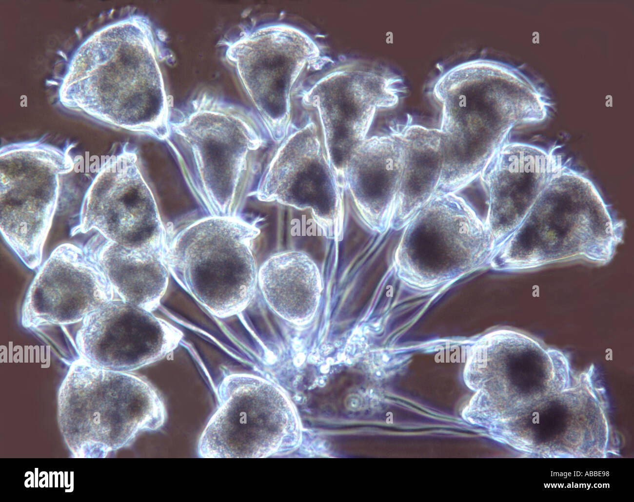 Freshwater protozoa hi-res stock photography and images - Alamy