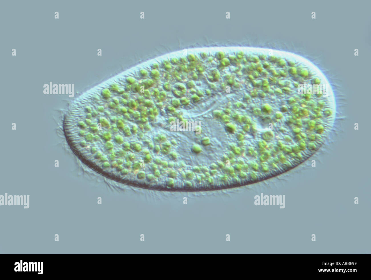 Paramaecium bursaria Live Nomarski DIC Flash HFW 400um Stock Photo - Alamy