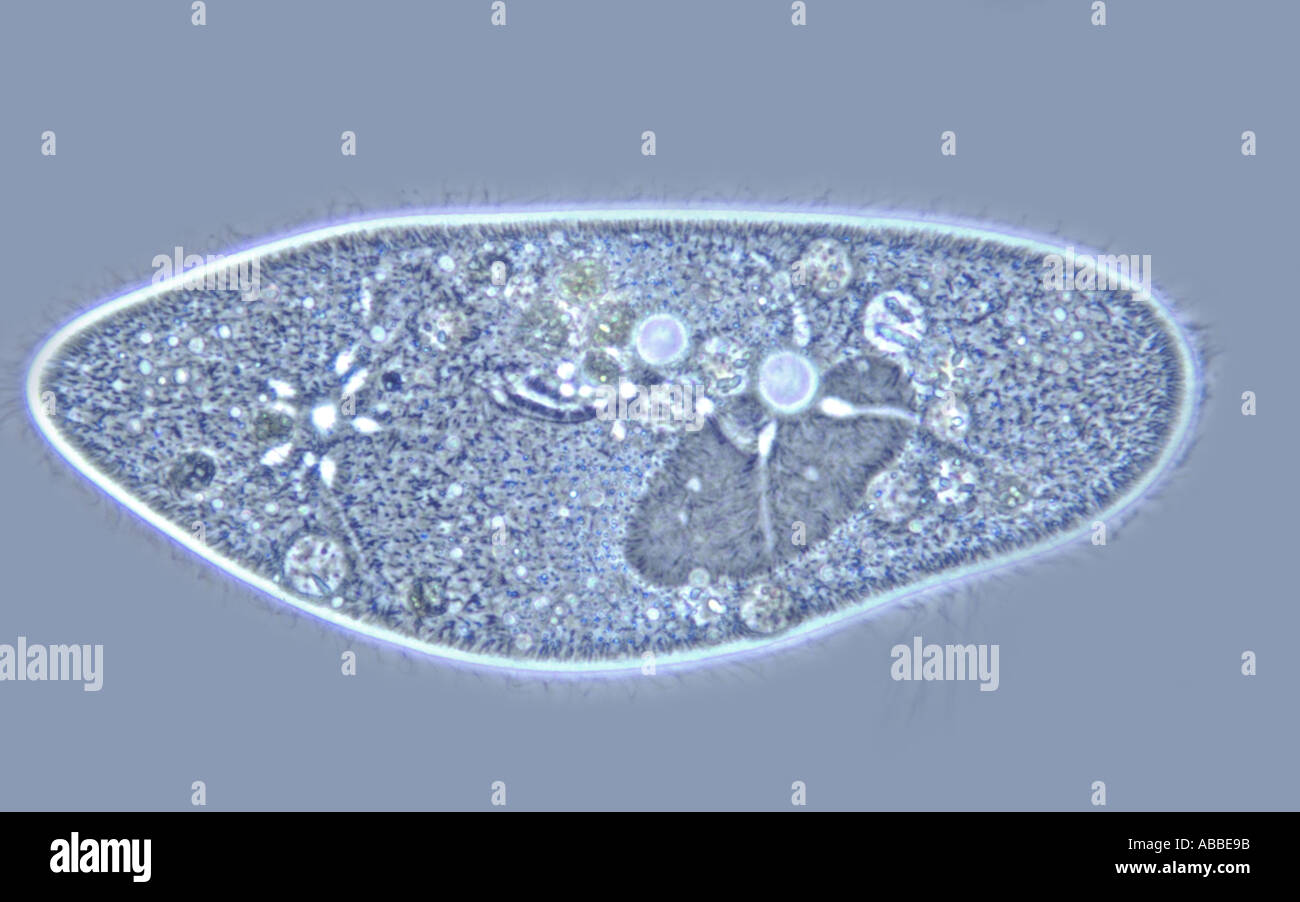 Paramecio En Microscopio De Contraste De Fases PROTOZOOS EN EL FANGO