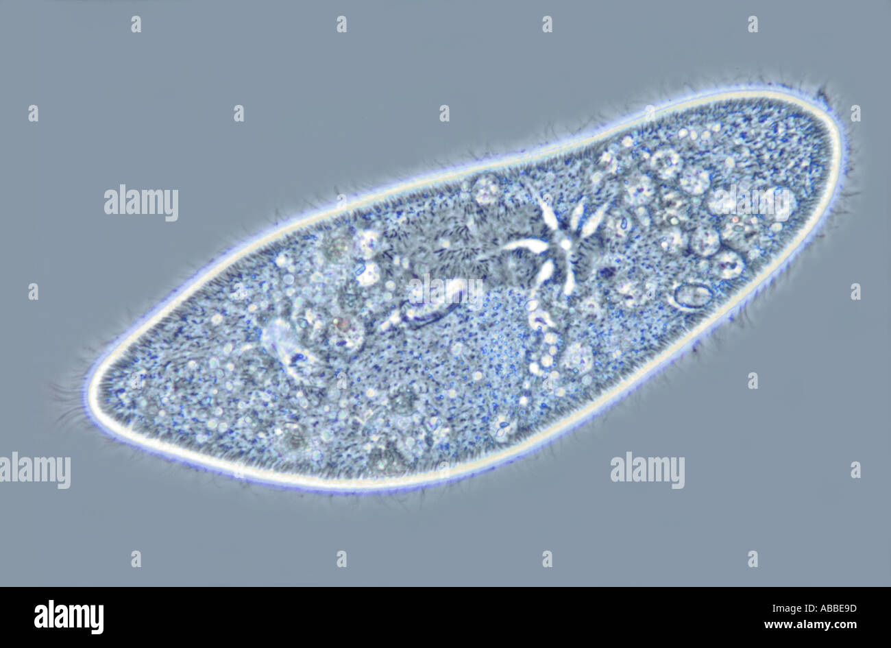 Paramaecium caudatum Compressed Live Phase Contrast Flash HFW 350um ...