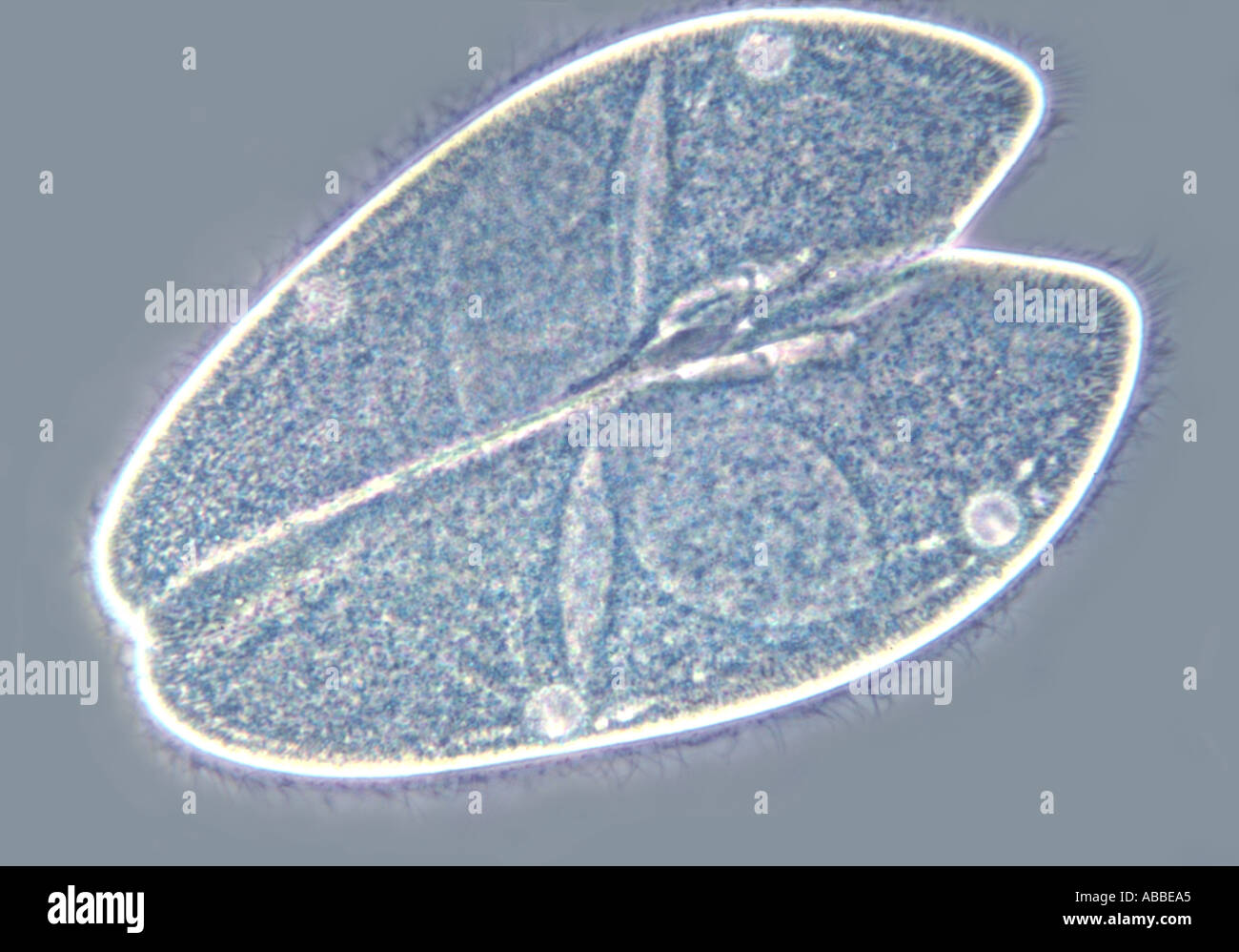 Paramaecium caudatum Conjugation Compressed Live Phase contrast Flash ...