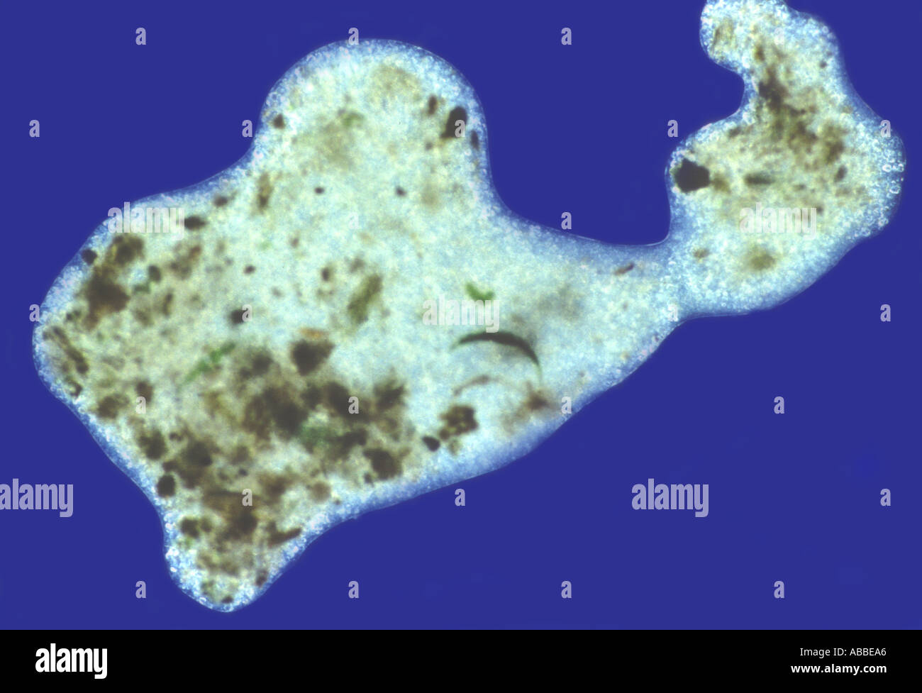 Microscopy amoeba hi-res stock photography and images - Alamy