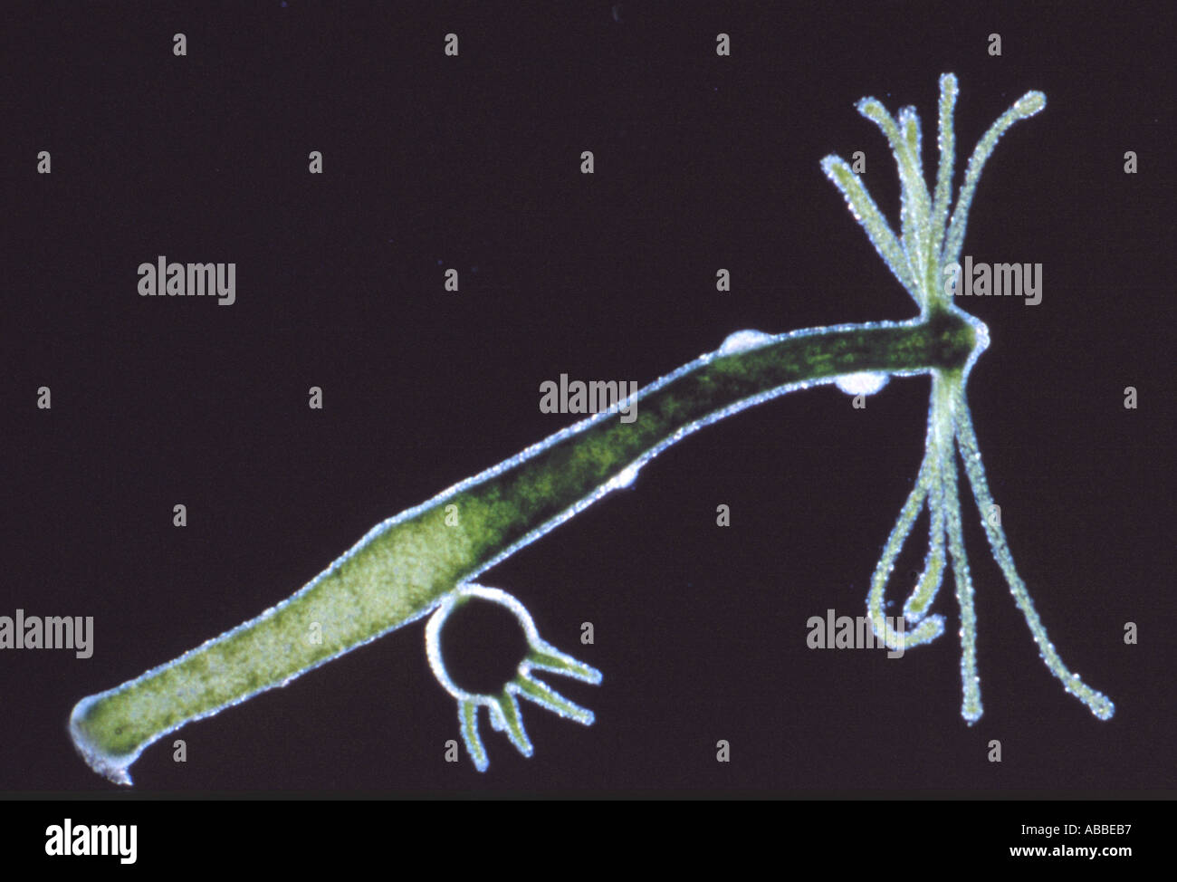 Chlorohydra viridissima green Hydra with bud and testes Darkground ...