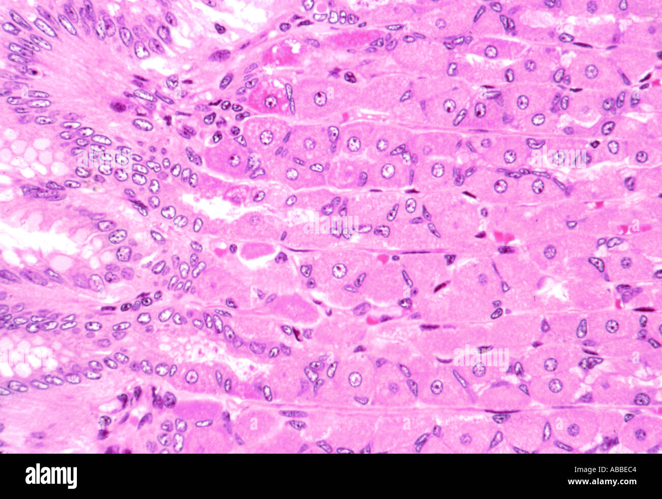 Stomach lining Semithin section Stained Brightfield HFW 450um Stock ...