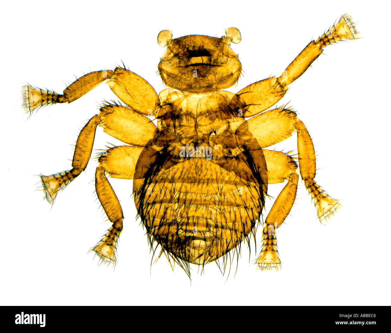 Wingless fly hi-res stock photography and images - Alamy