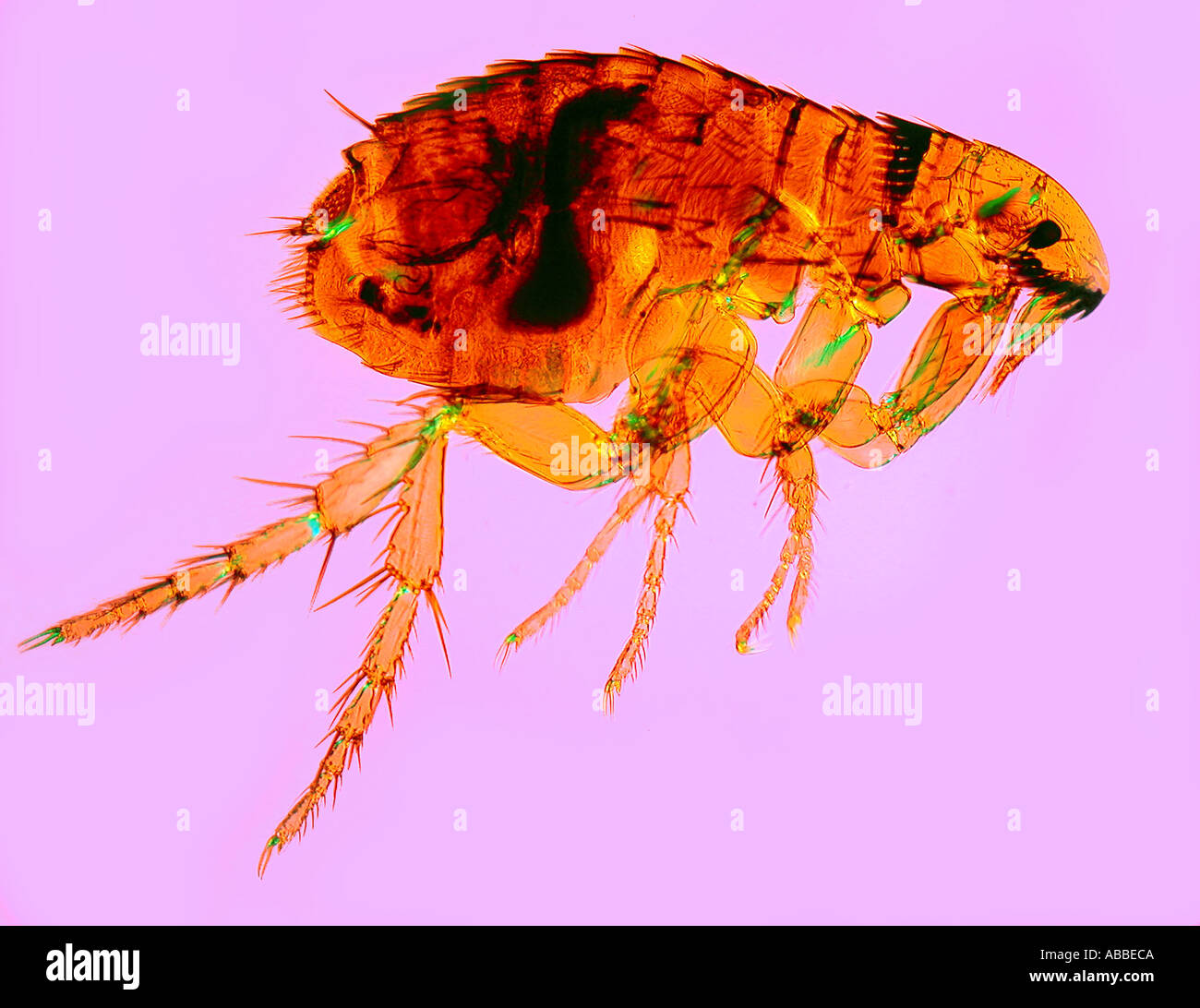 Flea infestation hi-res stock photography and images - Alamy
