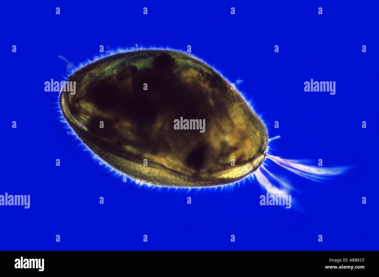 Ostracod hi-res stock photography and images - Alamy