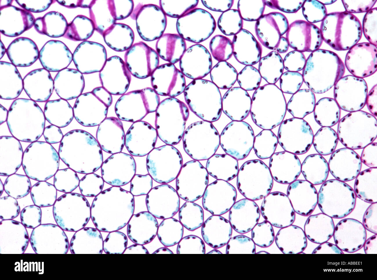 Palisade Cell Microscope