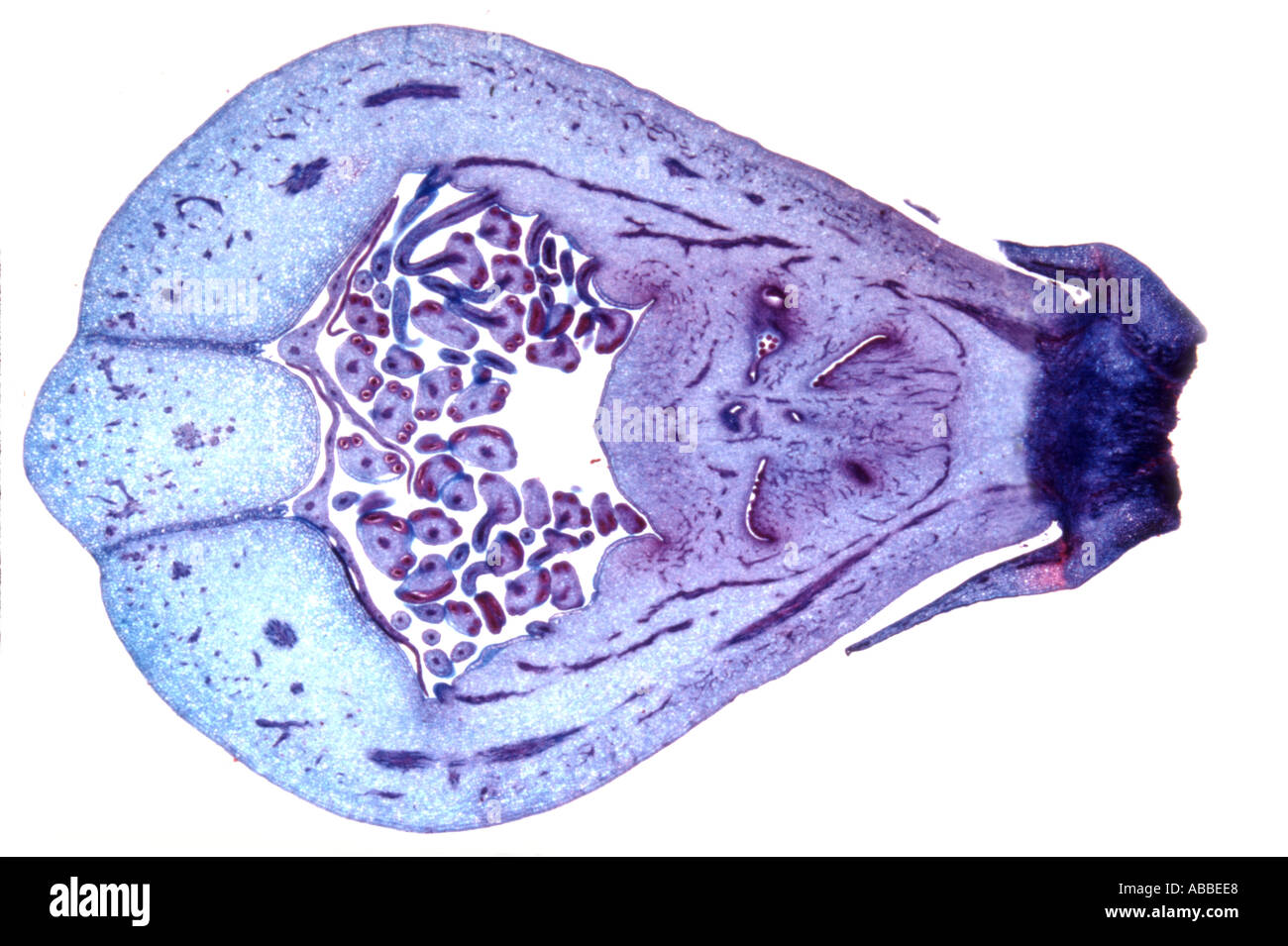 Longitudinal section flower hi-res stock photography and images - Alamy