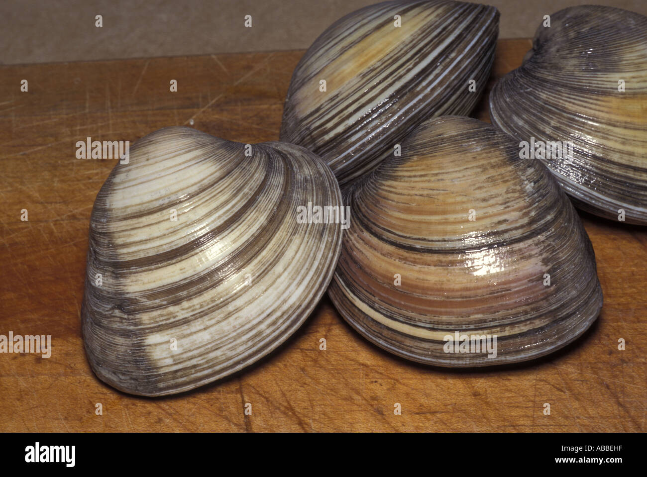 Food clam cherrystone hi-res stock photography and images - Alamy