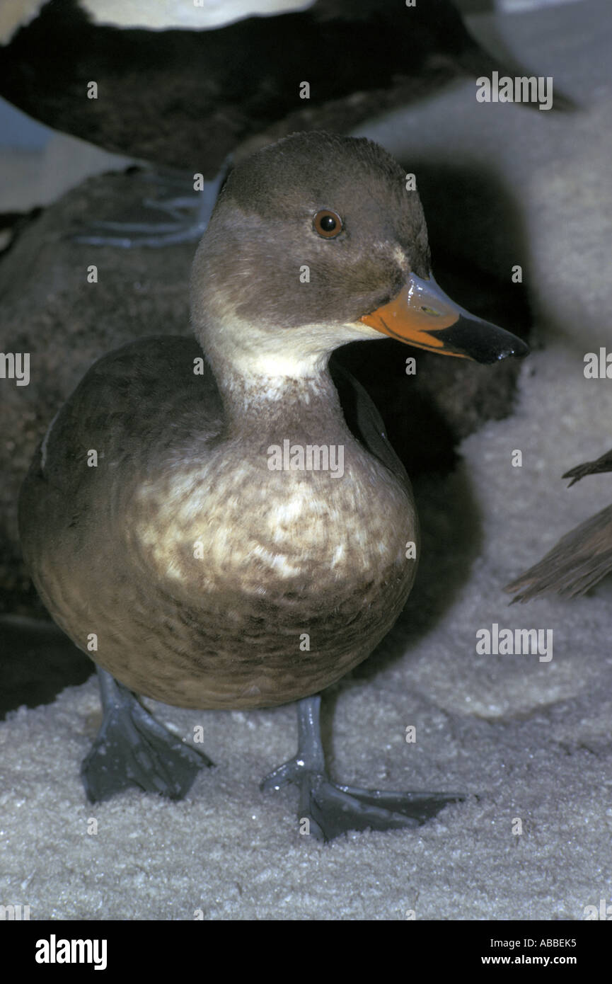 Canada Labrador Duck Stock Photo - Alamy