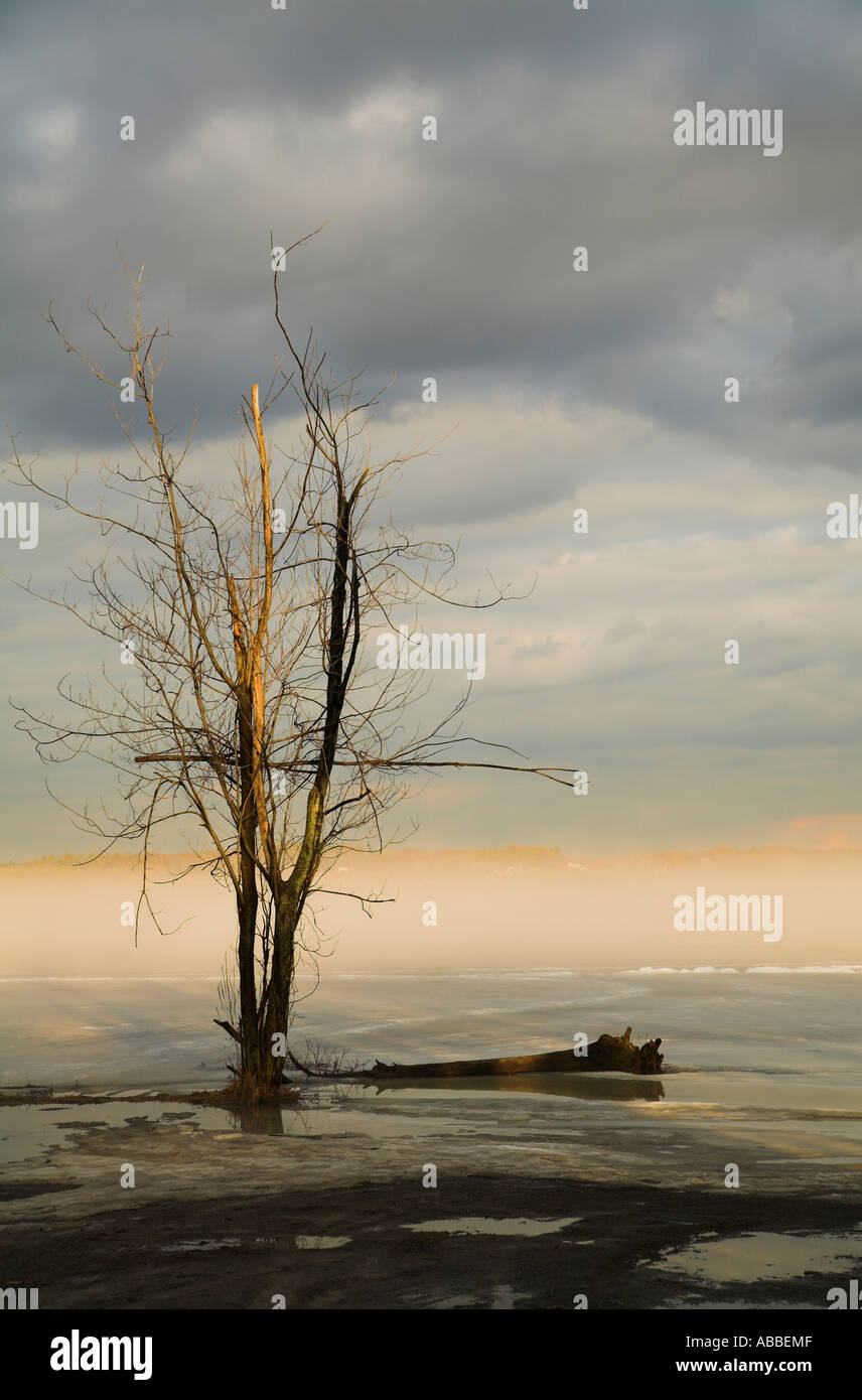Single tree and fog over lake vertical Stock Photo - Alamy