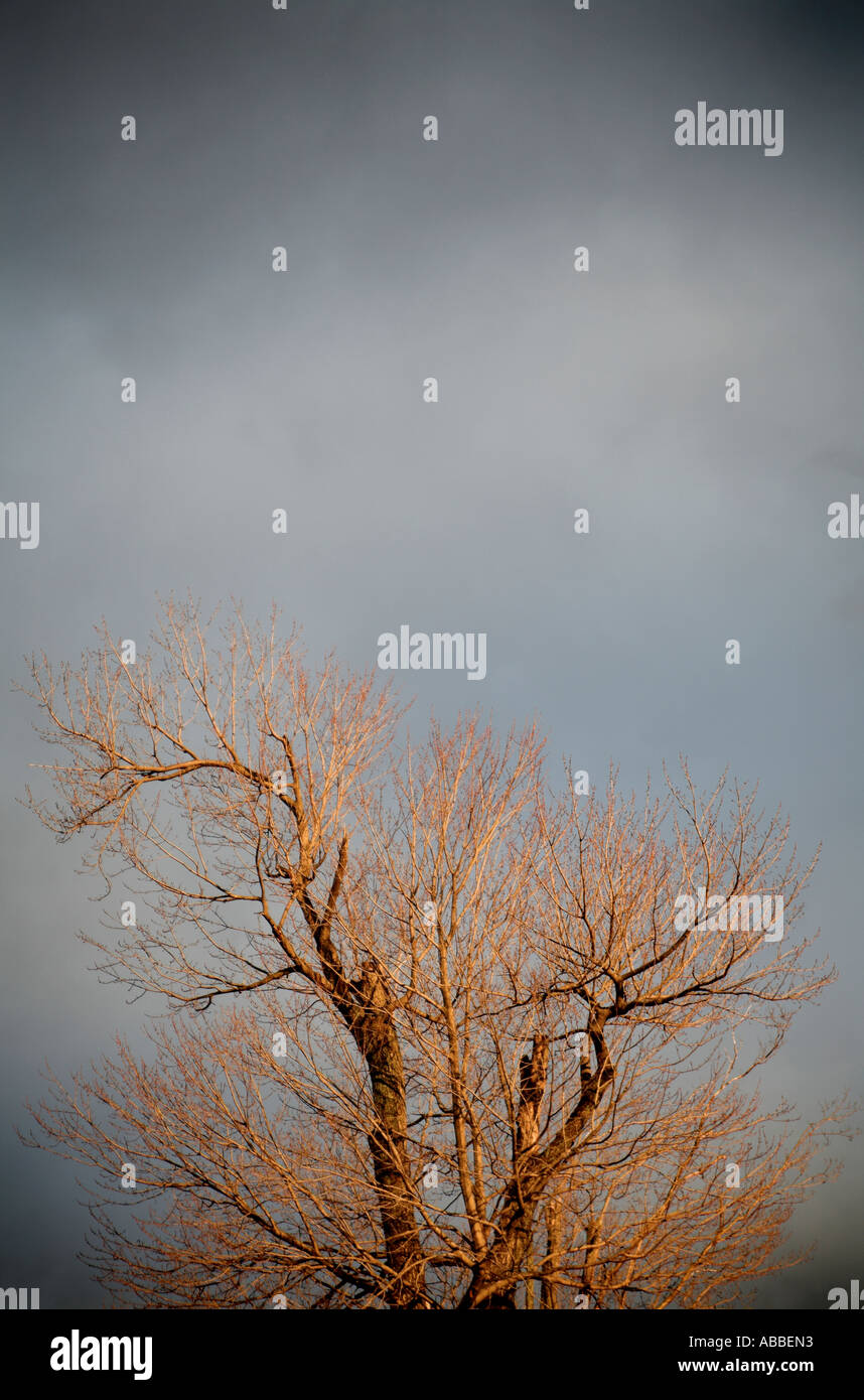 Dark crooked tree hi-res stock photography and images - Alamy