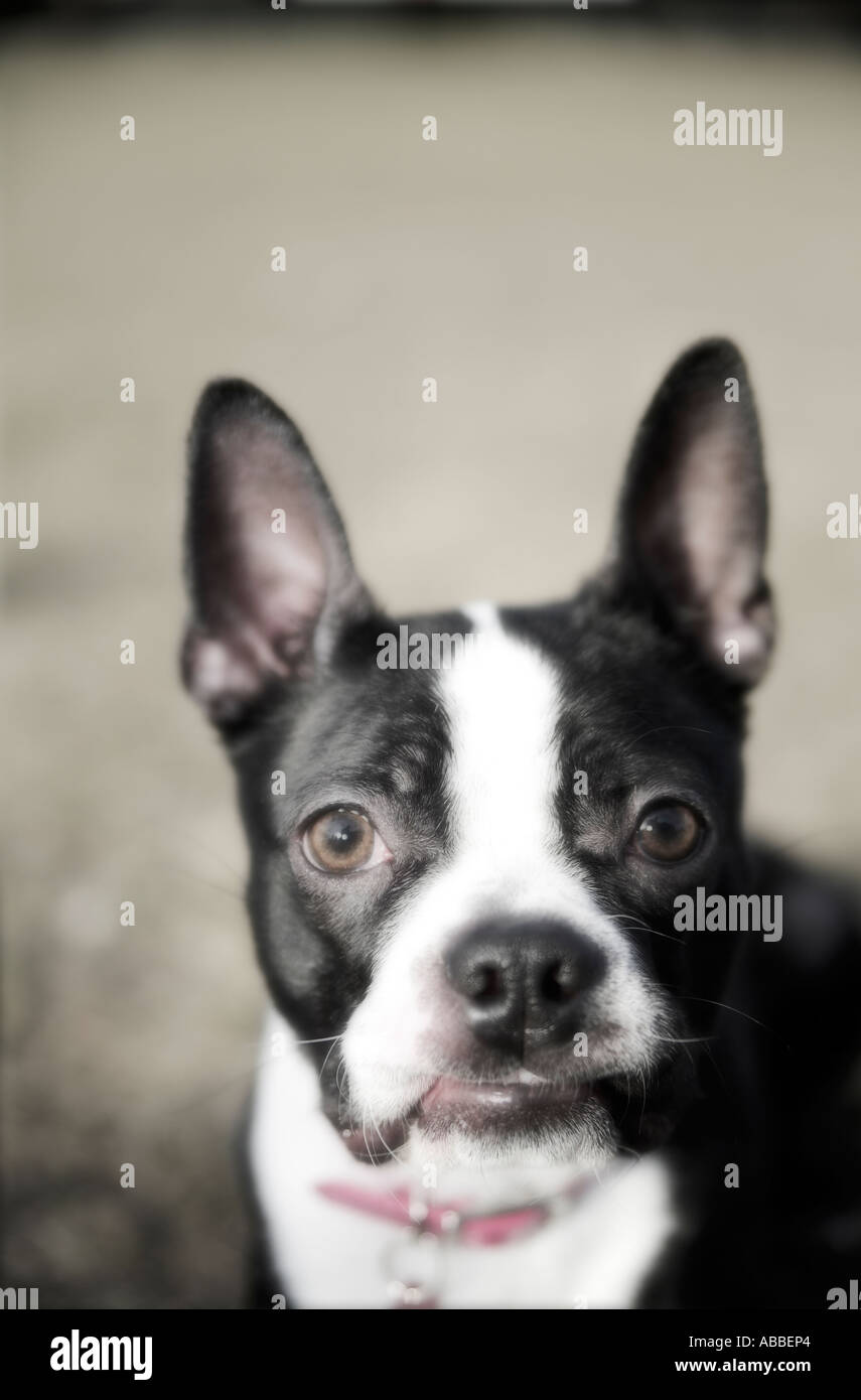 Portrait of Boston Terrier Stock Photo - Alamy