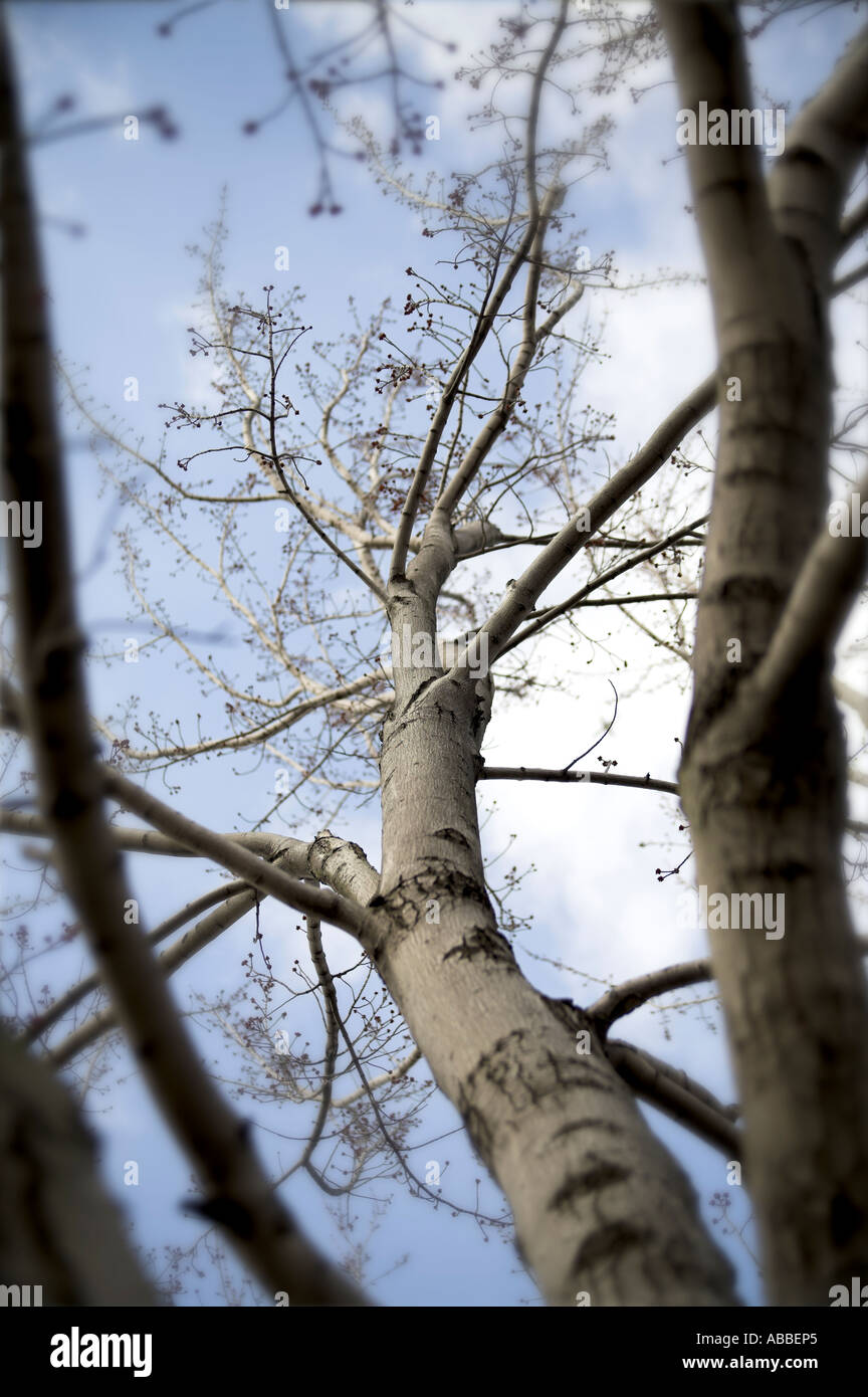 Main branch of tree from below looking upwards Stock Photo - Alamy