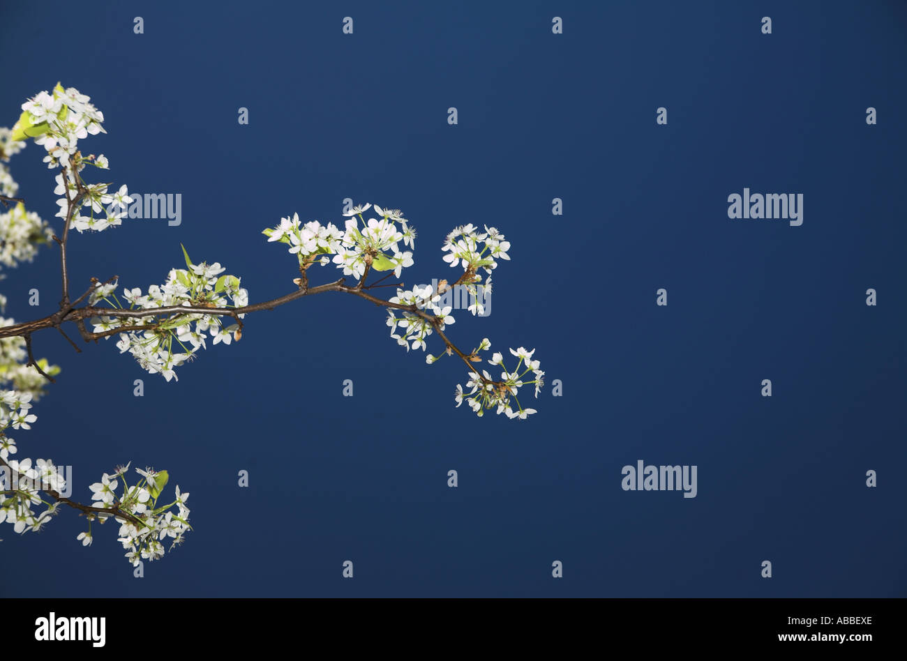 Graphic of flowering tree branch Stock Photo - Alamy