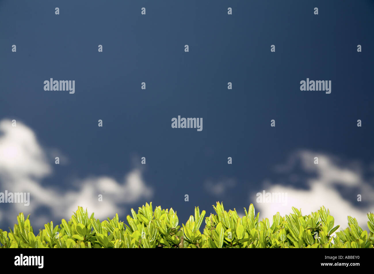 hedge row and clouds in sky Stock Photo - Alamy
