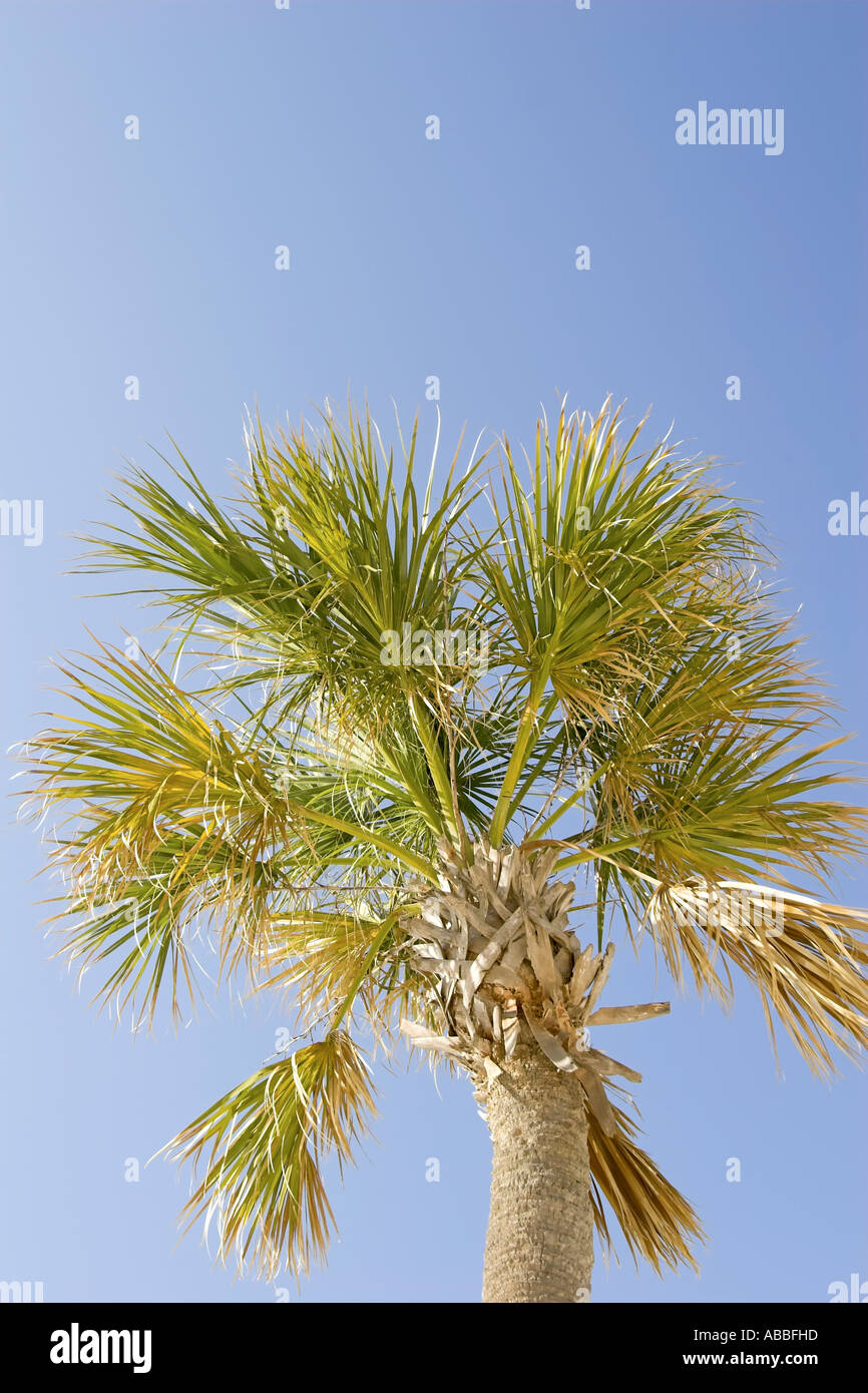 Palm tree reaching bright hi-res stock photography and images - Alamy