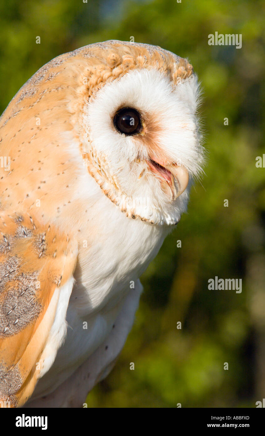 Owl side view hi-res stock photography and images - Alamy