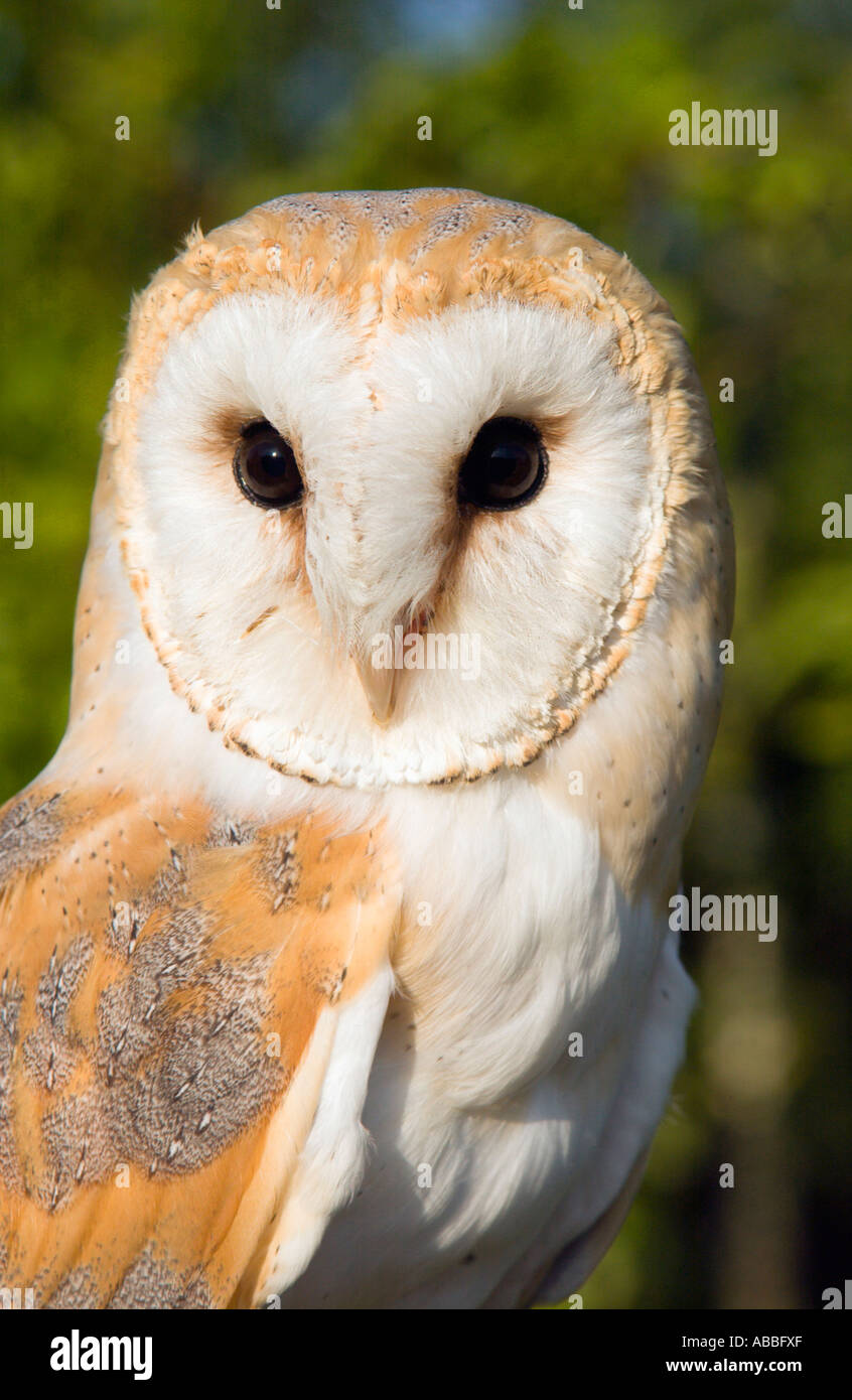 Closeup Of A Barn Owl Stock Photo - Alamy