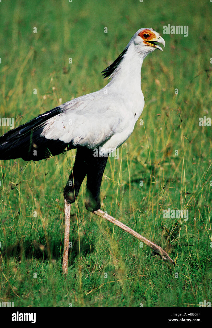 African secretary bird hi-res stock photography and images - Alamy