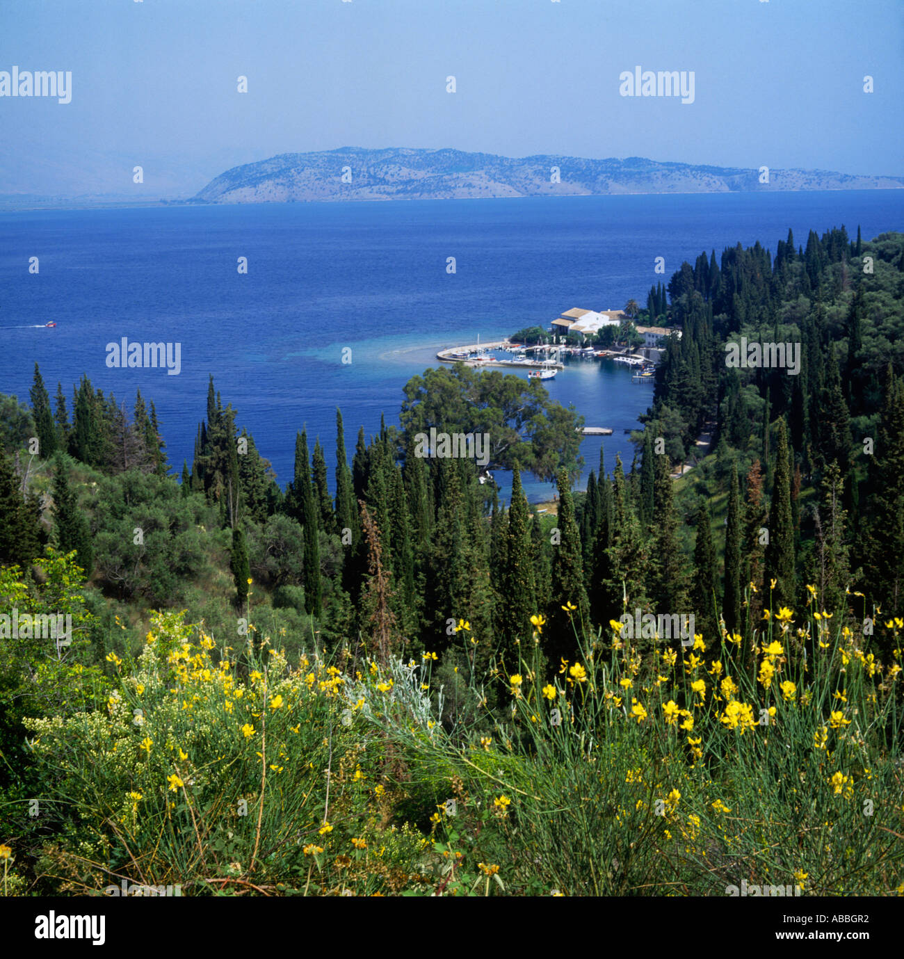 Yellow flowers of corfu hi-res stock photography and images - Alamy