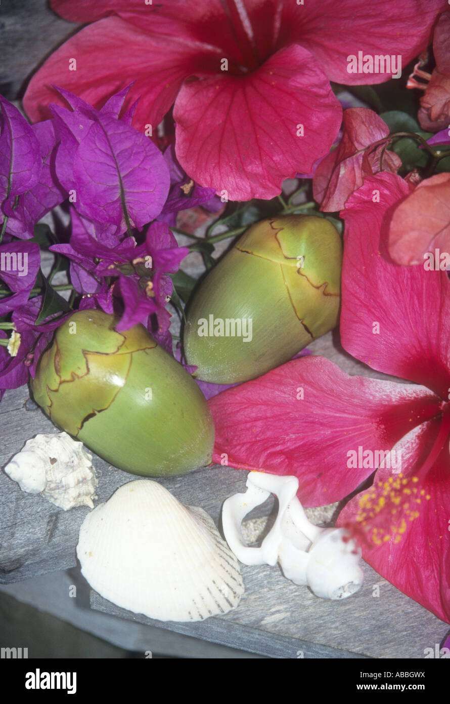 Tropical,exotic and colorful display of Hibiscus,Frangipanian Sea ...