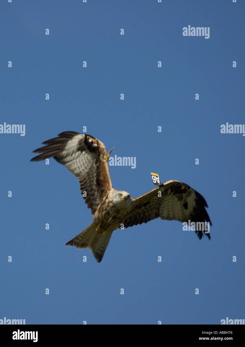 Red kite with wing tags in flight at RSPB supported feeding site Gigrin ...