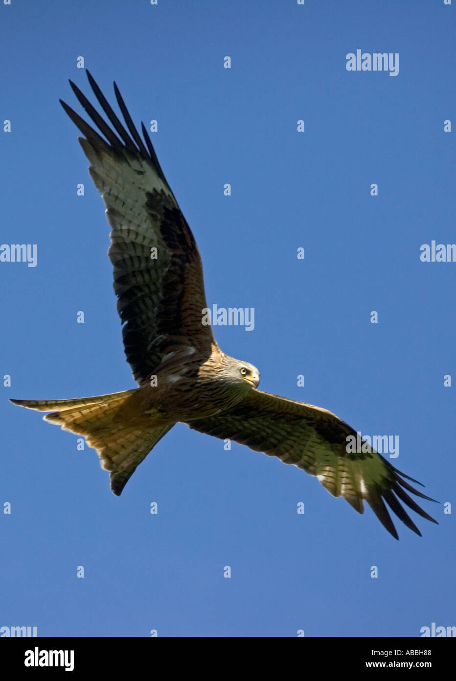 Red kite in flight at RSPB supported feeding site Gigrin Farm Rhayader ...