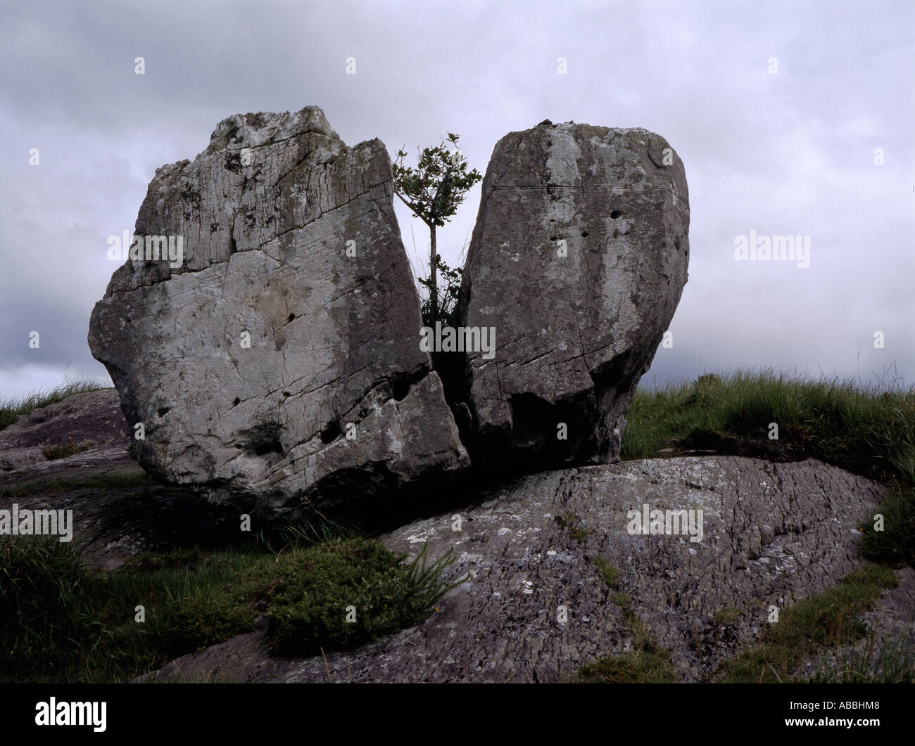 stone broken with small tree in between 2005 Stock Photo - Alamy