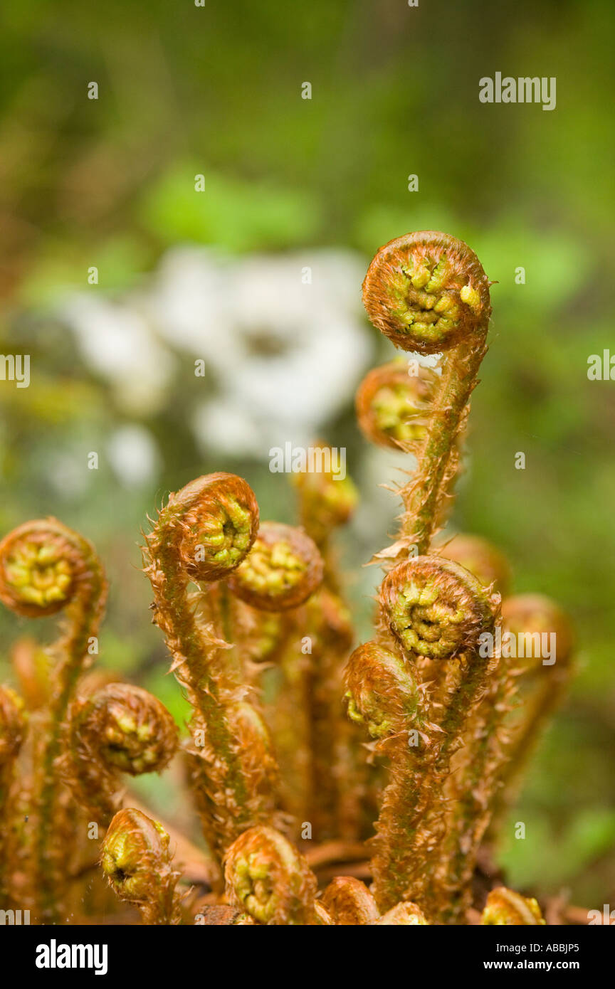 Unfurling springtime ferns hi-res stock photography and images - Alamy