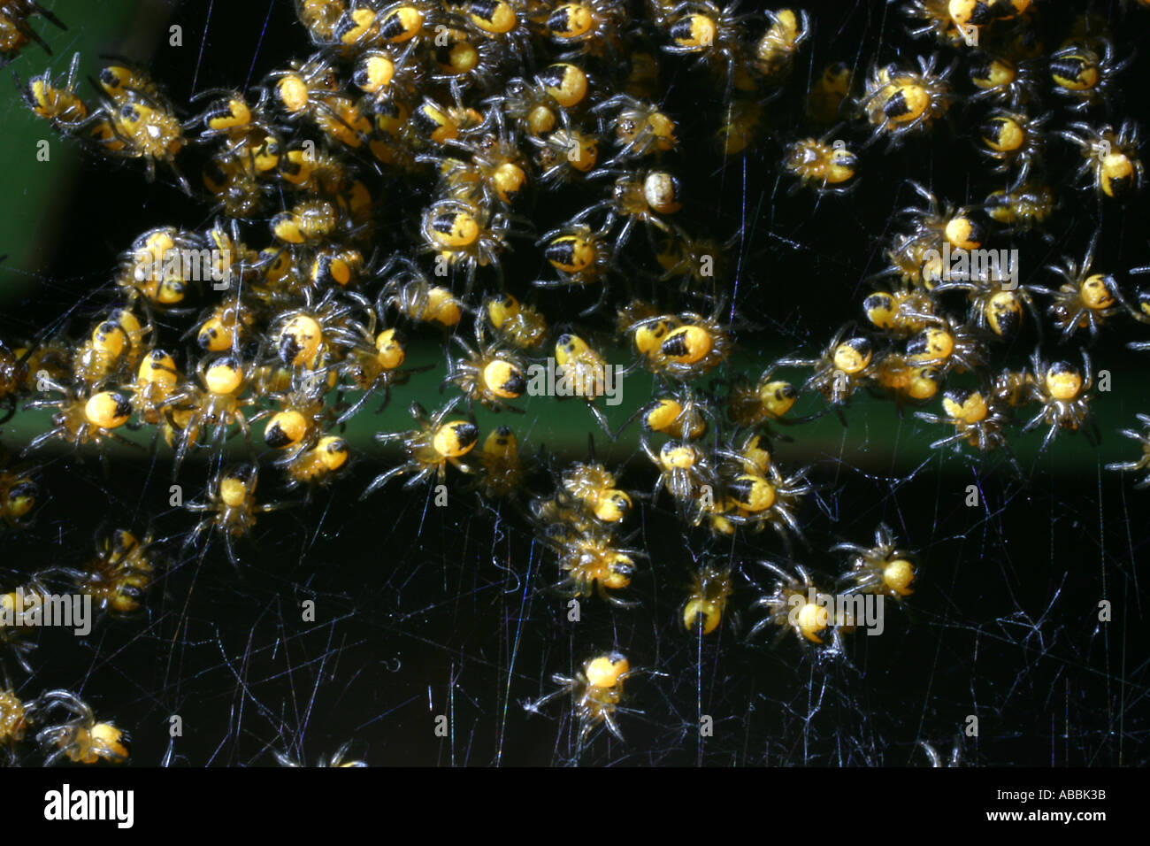 Baby garden spiders or spiderlings in a tight group soon after hatching ...