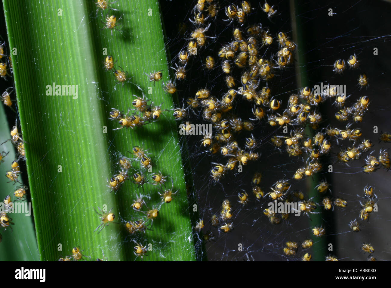 Spiders hatch hi-res stock photography and images - Alamy