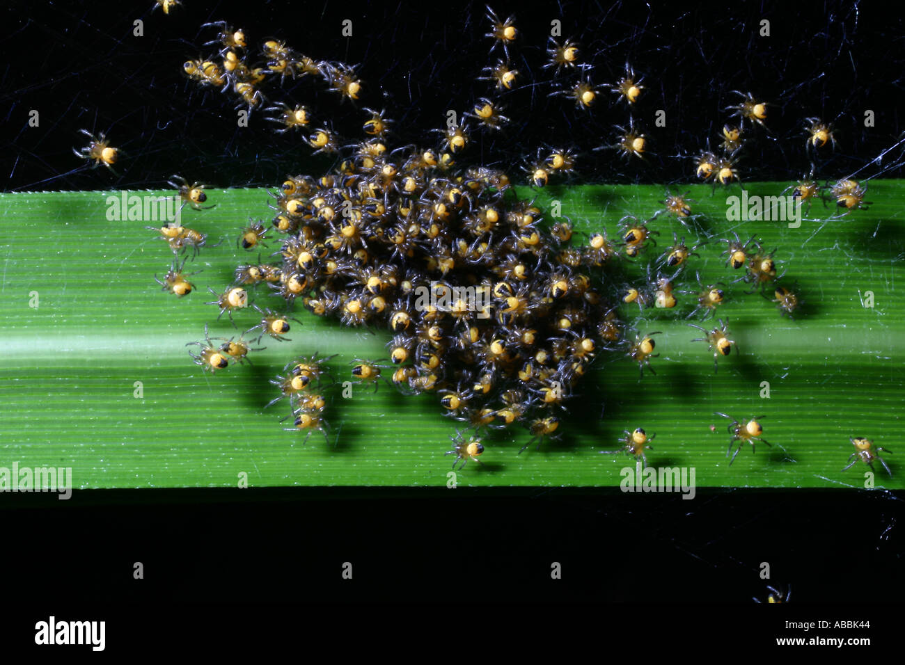 Baby garden spiders or spiderlings in a tight group soon after hatching ...