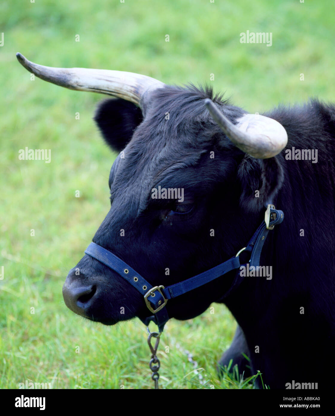 Bull by the horns hi-res stock photography and images - Alamy