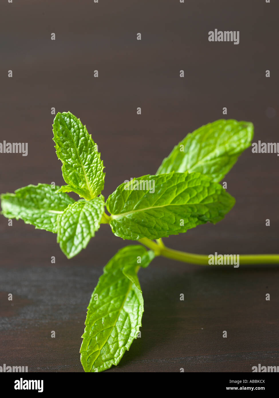 Fresh mint leaves top hi-res stock photography and images - Alamy