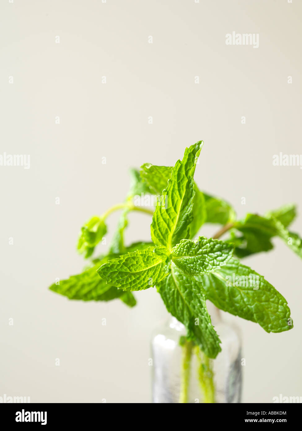 My mint hi-res stock photography and images - Alamy