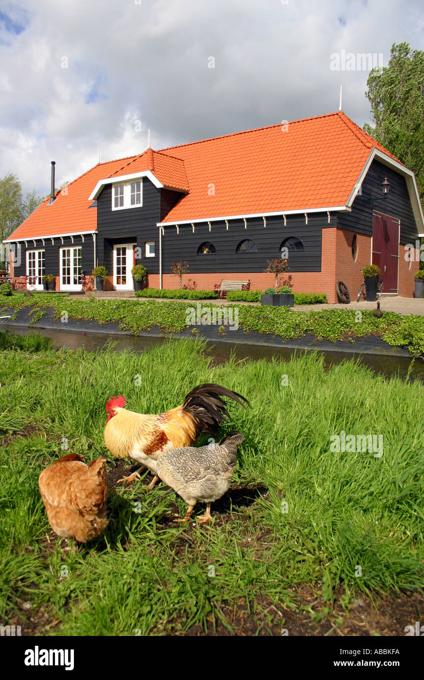 Farm Barn with chickens Edam Netherlands Holland Stock Photo - Alamy