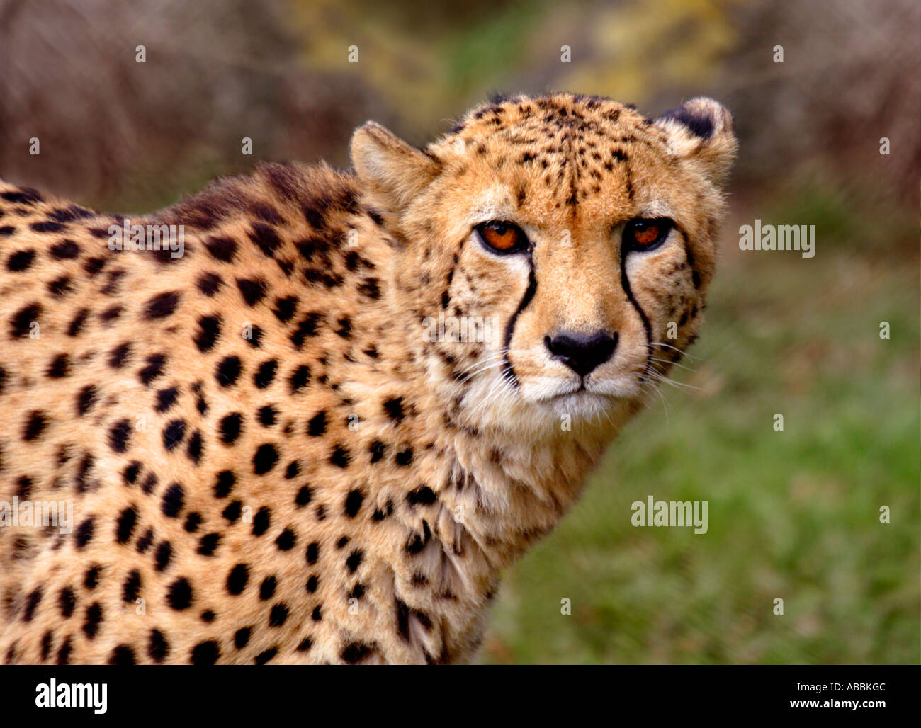 Marwell zoo cheetah hi-res stock photography and images - Alamy