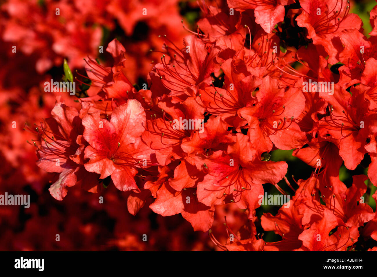 Dazzling azaleas hi-res stock photography and images - Alamy