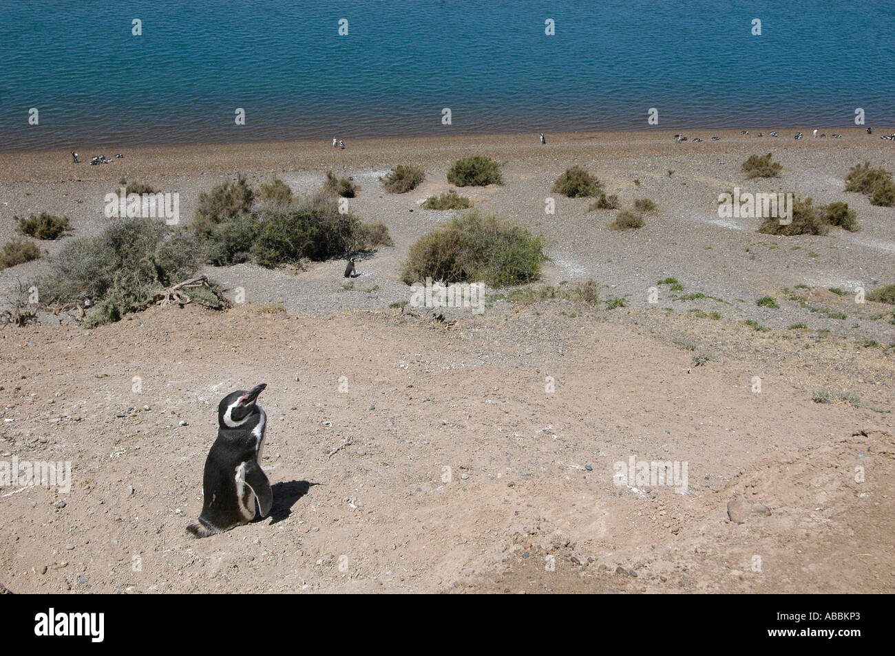 Magellanix Penguin Atlantic Ocean Peninsula Valdez Chubut Patagonia ...