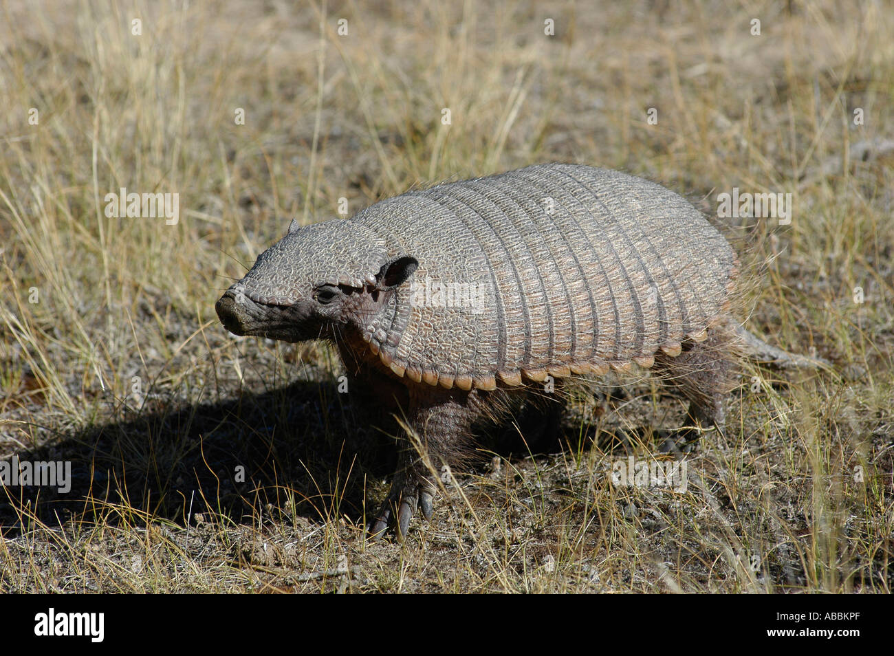 Patagonian Piche or Armadillo Zaedyus pichyi Punta Norte Atlantic Ocean ...