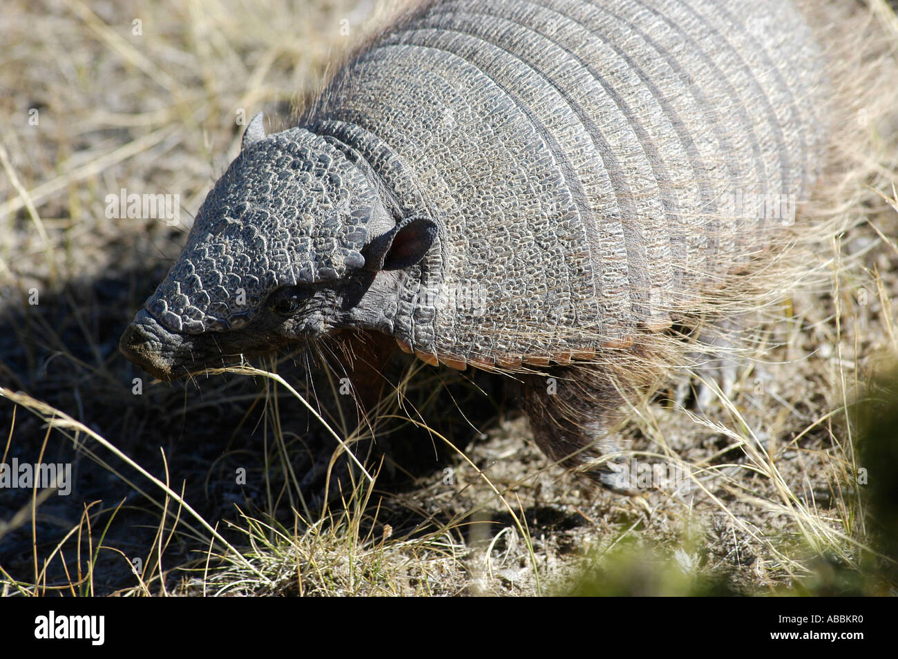 Patagonian Piche or Armadillo Zaedyus pichyi Punta Norte Atlantic Ocean ...